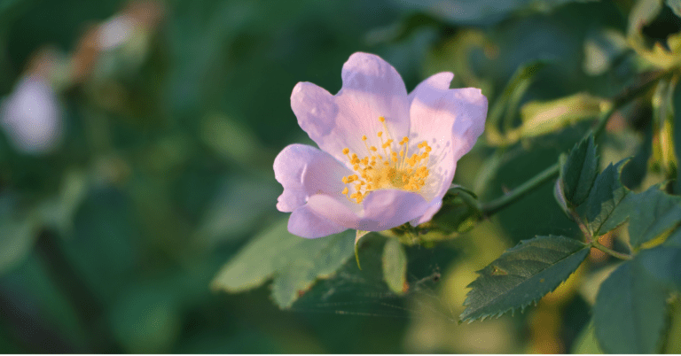 Wild Rose Tincture Benefits - The Holistic Mama